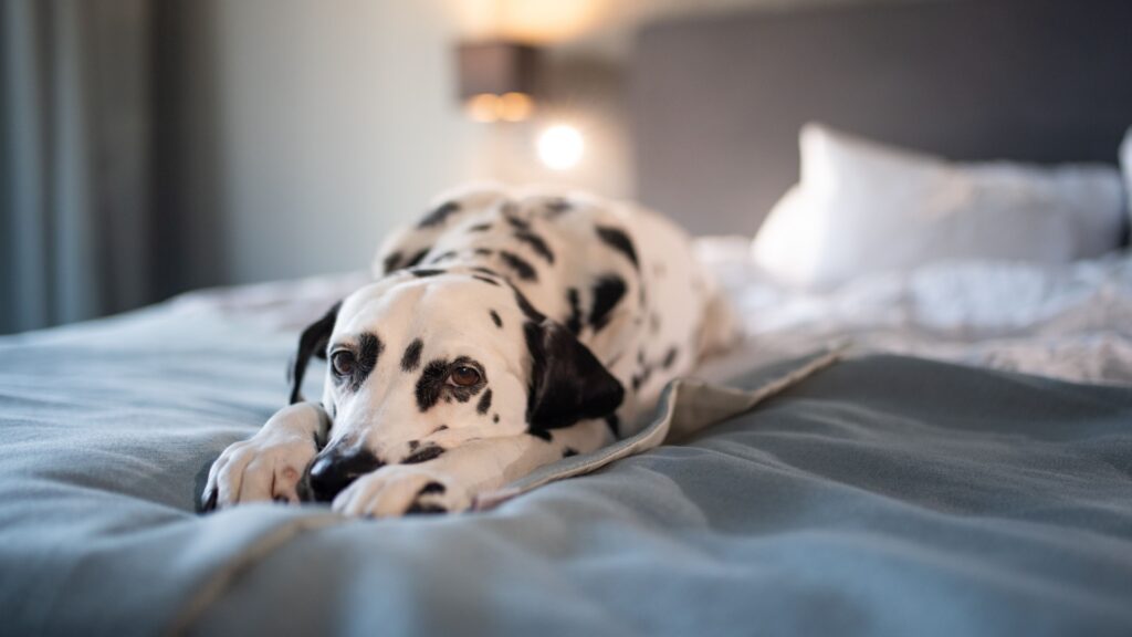 17 Anxious Dog Breeds That Need Extra Attention