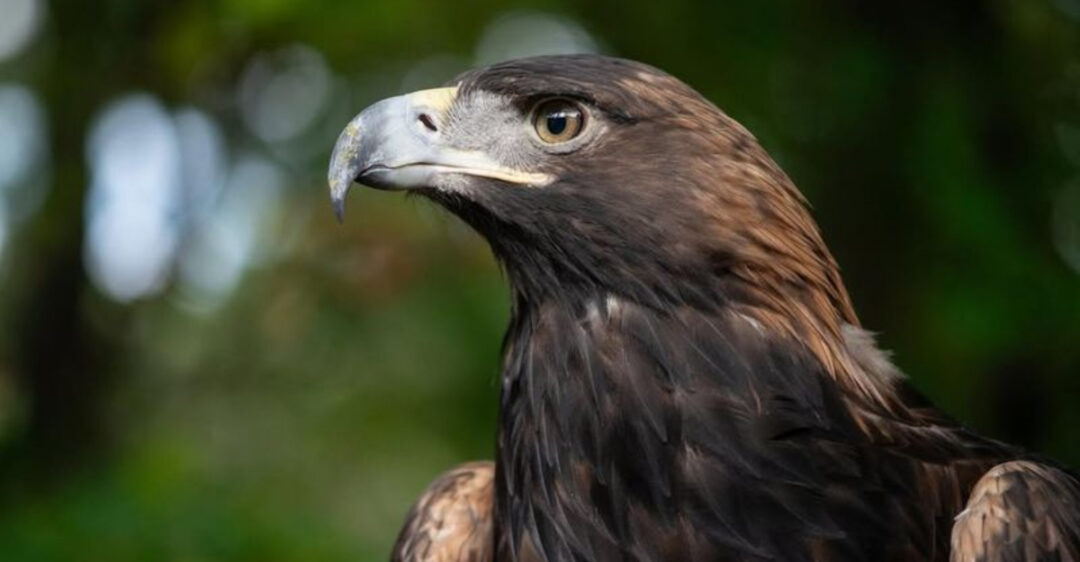 17 Birds In North America You Don’t Want To Mess With