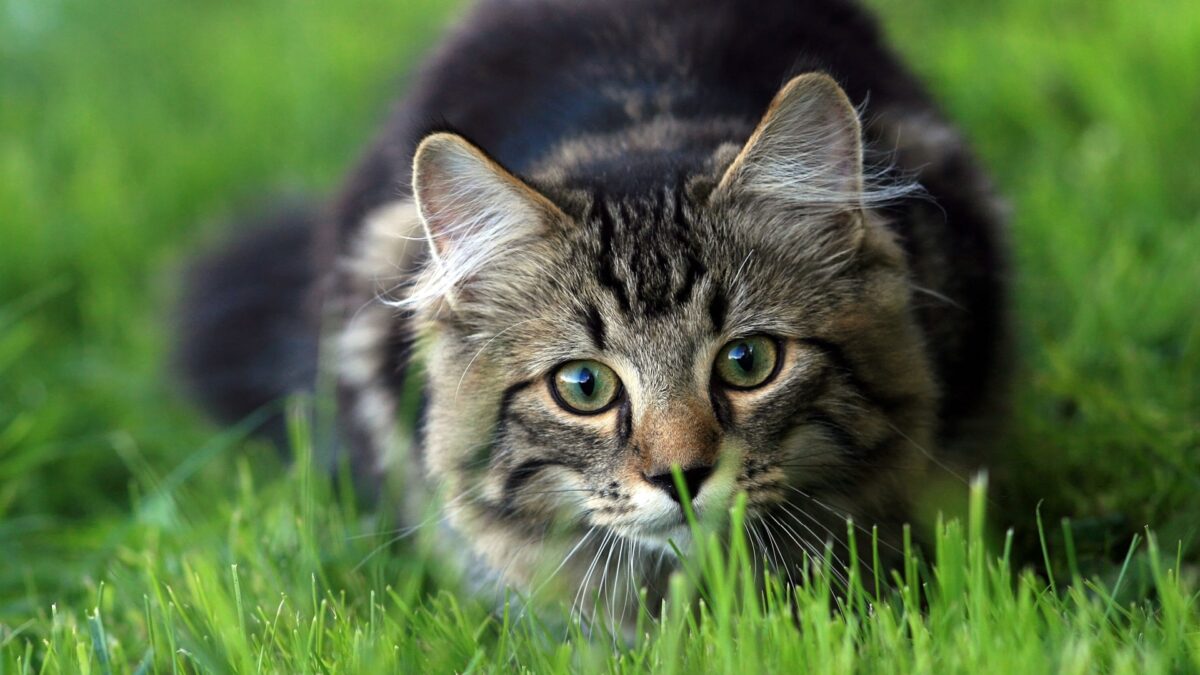 17 Cat Breeds That Are Natural Mouse Hunters