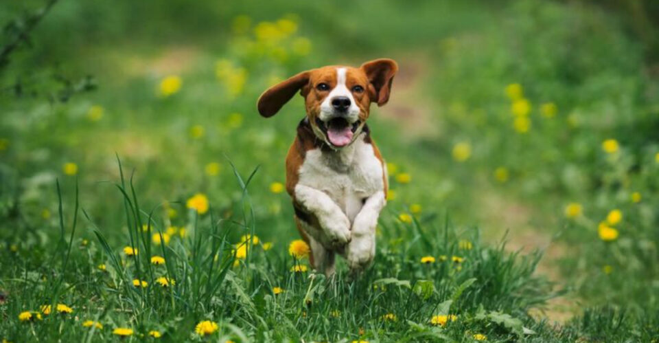 17 Dog Breeds That Are There For Us - Even When The World Isn’t