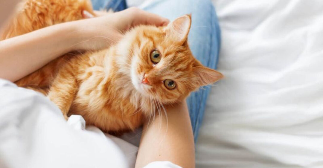 17 Easy Ways To Create A Purrfect Routine For Your Cat