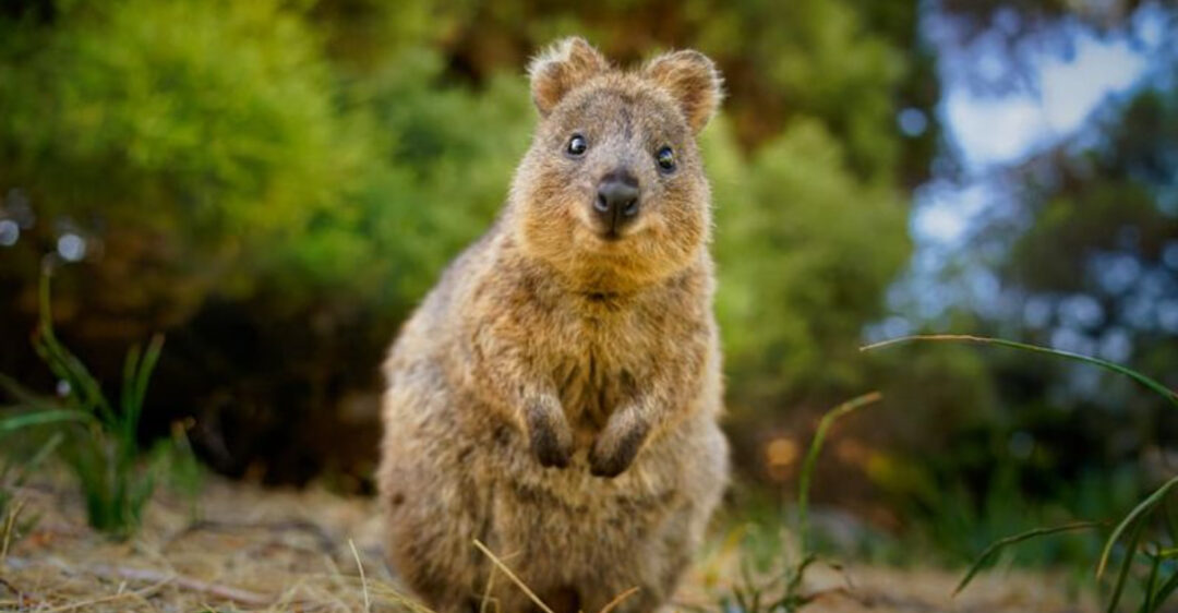 17 Extraordinary Behaviors Of The World’s Happiest Animal – The Quokka