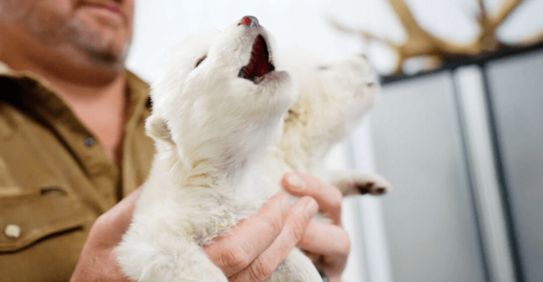 17 Facts About How Dire Wolves Were Brought Back From Extinction