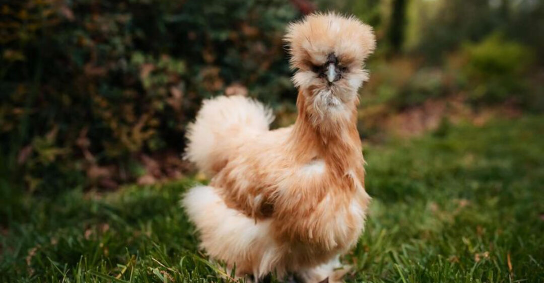 16 Mind-Blowing Mutant Animals That Actually Exist