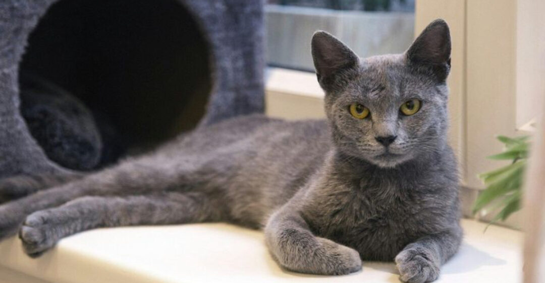 17 Genius Cat Breeds With The Highest IQ