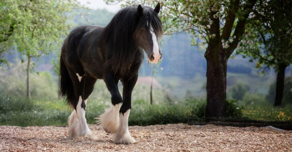 17 Horse Breeds With The Biggest, Fluffiest Hooves (And 6 That Move ...