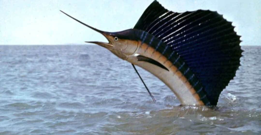 17 Iconic Fish Species Found In Florida’s Wild Waters