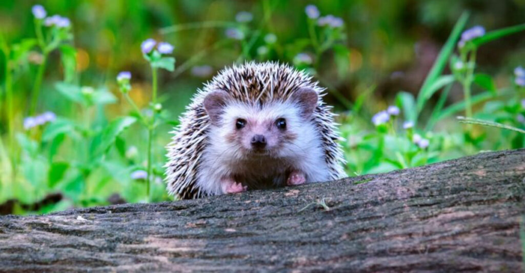 17 Incredible Animals Loved By Almost Everyone