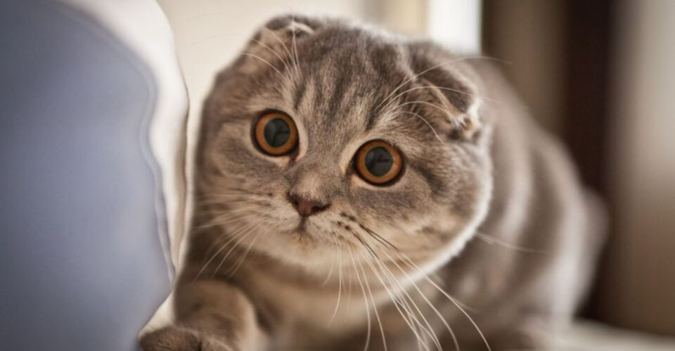 17 Most Overrated Cat Breeds