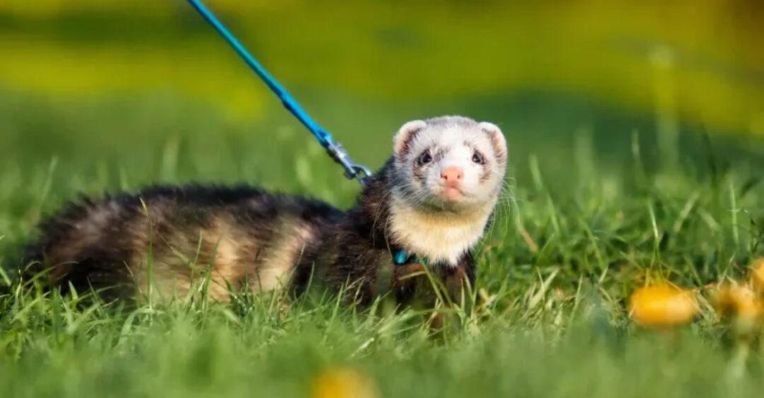 17 Most Popular Pets In The World
