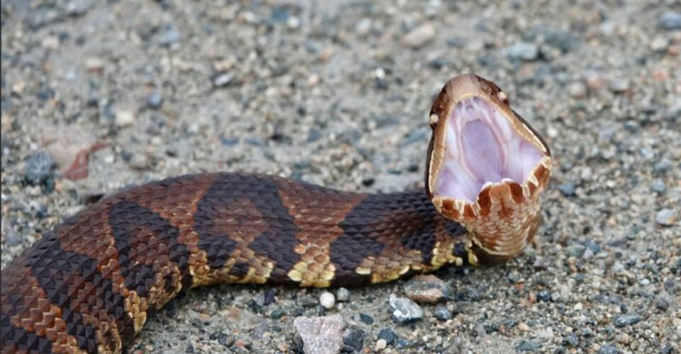 17 Of The Most Dangerous Animals You’ll Find In America