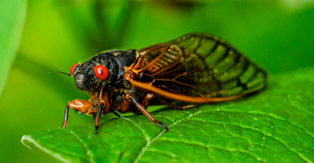17 Of The World’s Fastest Insects