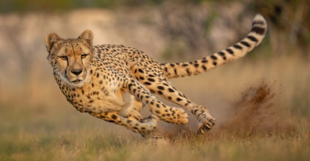 17 Reasons Cheetahs Are The Most Incredible Land Predators