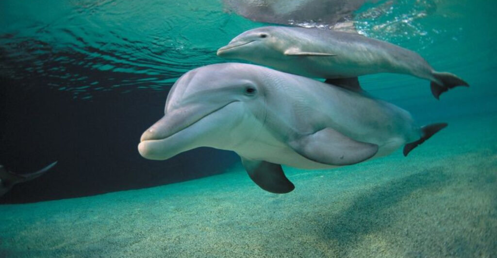 17 Reasons Dolphins Are The Most Incredible Sea Creatures