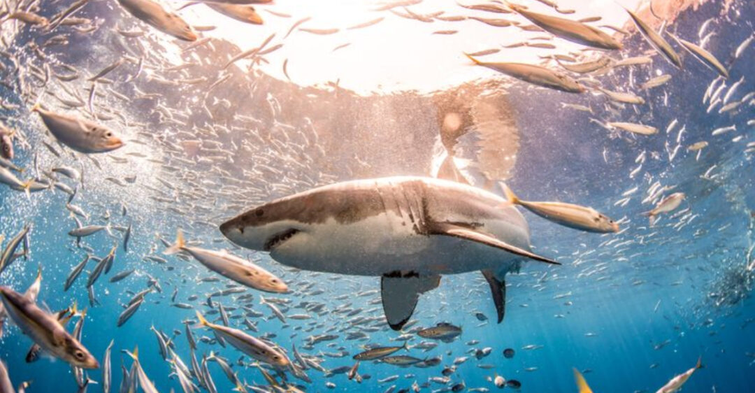 17 Reasons Sharks Are The Ocean's Most Incredible Predators