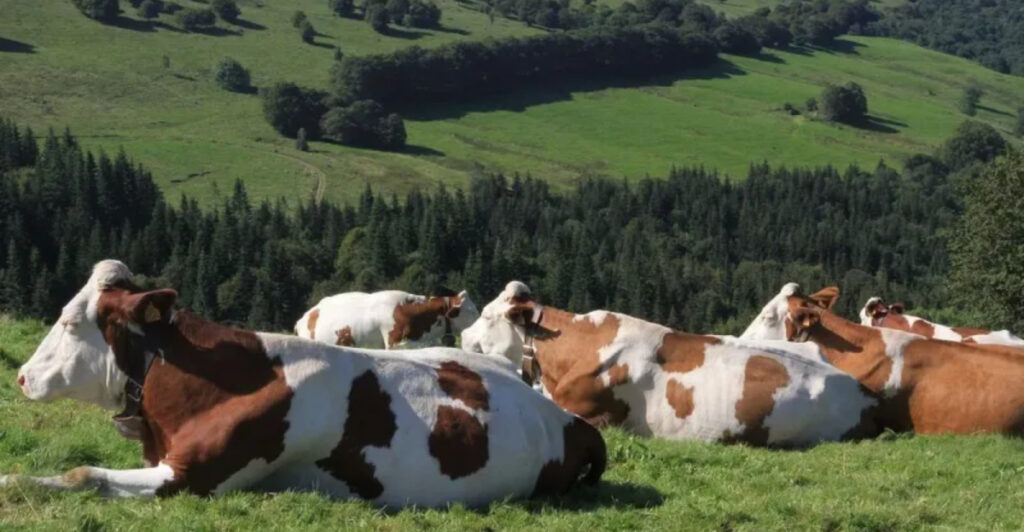 17 Strange Things Animals Do Right Before Natural Disasters Hit