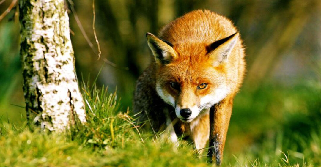 17 Surprising Facts About The Red Fox: The Master of Adaptation