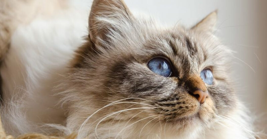 17 Sweetest Cat Breeds With The Most Loving Personalities