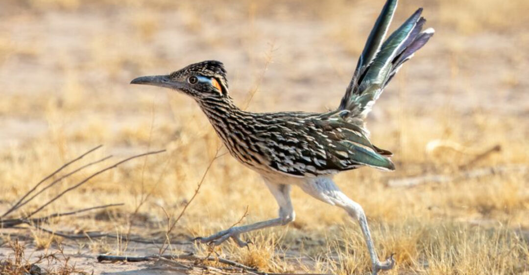 17 Things You Never Knew About Roadrunners