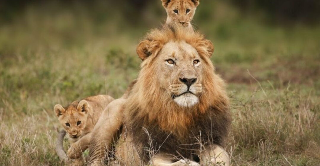 18 Animal Dads Who Are The Unexpected Heroes Of The Animal Kingdom