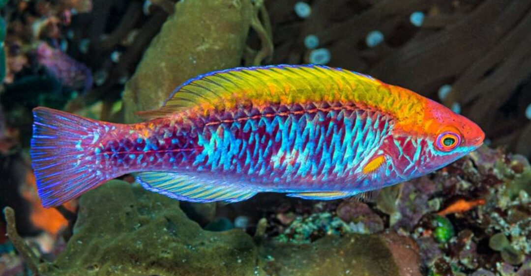 18 Animals With Stunning Rainbow Hues You Need To See
