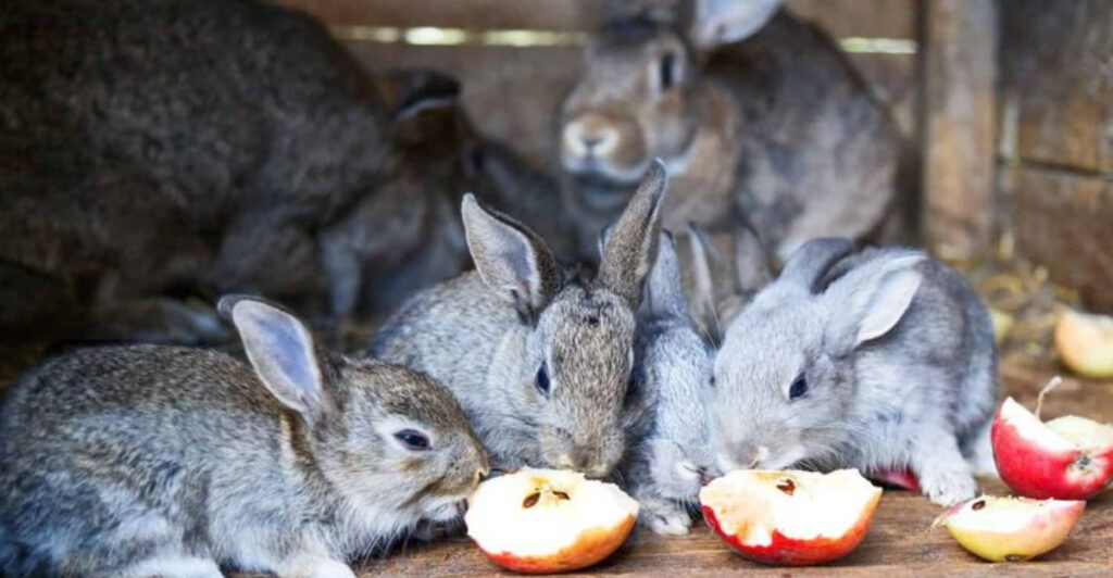 18 Common Foods You Should Never Feed Your Rabbit