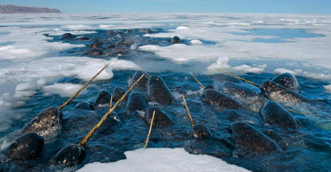 18 Fascinating Facts About The Narwhal: The Unicorn Of The Sea