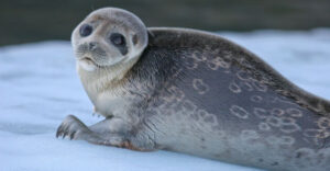 18 Fascinating Types Of Seals And What Makes Each Unique