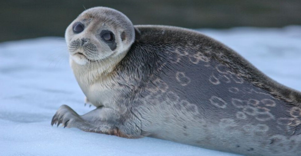 18 Fascinating Types Of Seals And What Makes Each Unique
