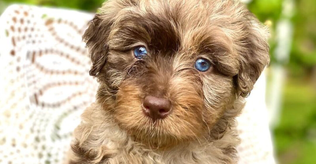 18 Gorgeous Dog Breeds With Mesmerizing Blue Eyes