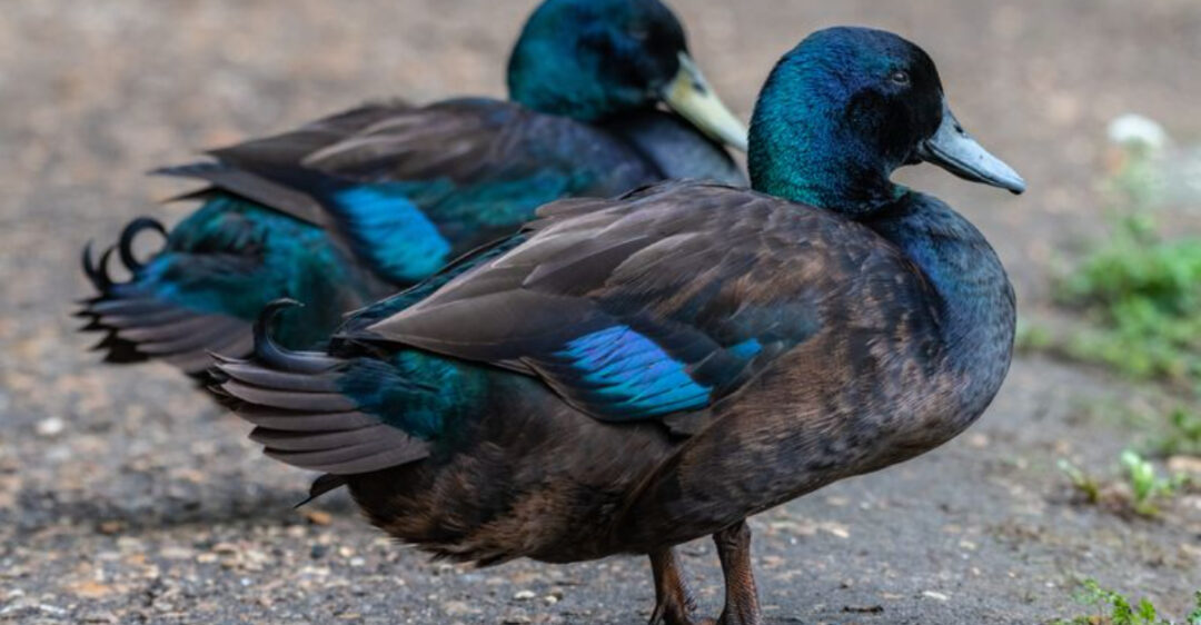 The Best Duck Breeds That Make For Good Pets