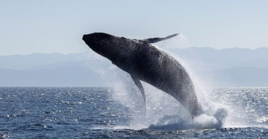 18 Unforgettable U.S. Spots To See Whales Up Close