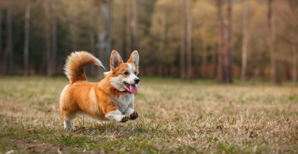 19 Dog Breeds With Short Legs That Will Steal Your Heart