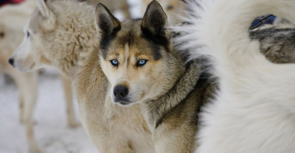 20 Dog Breeds That Look Like Wolves But Have Sweet Natures