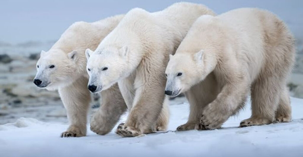 20 Must-Know Facts About The Mighty Polar Bears