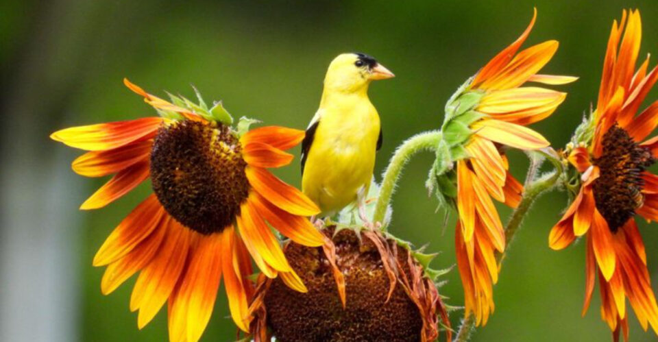 20 Tiny Birds That Pack Big Personalities
