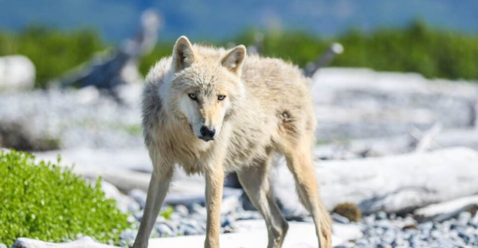 20 U.S. Hiking Trails Where Wild Wolves Still Roam Today