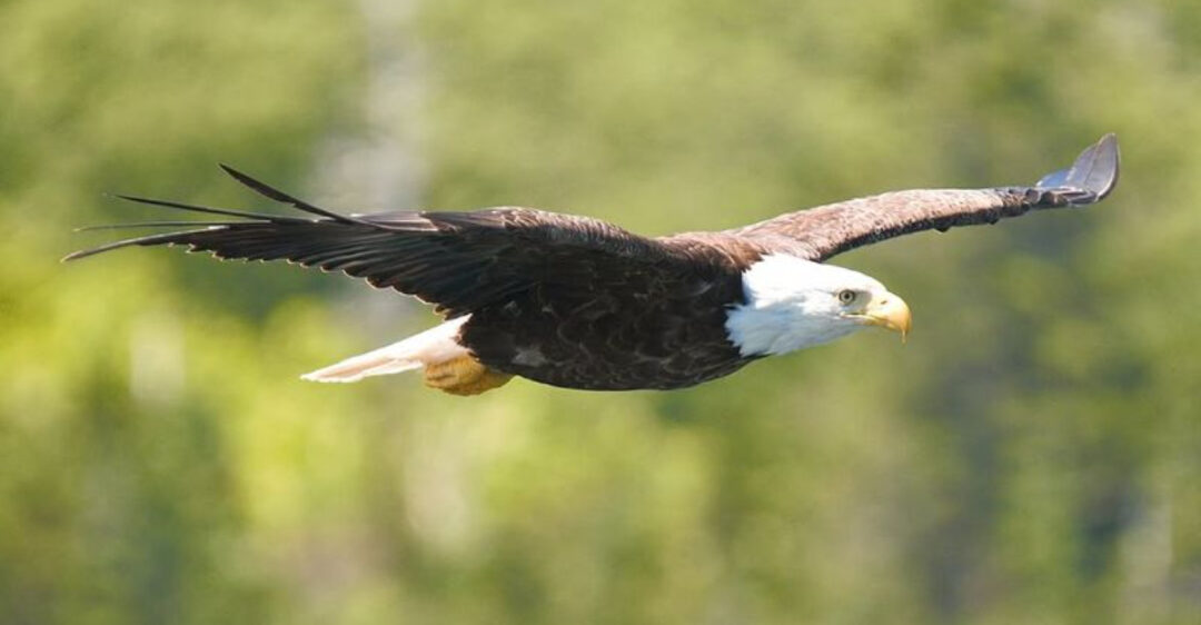 21 Amazing Wild Animals Found Only In The U.S.