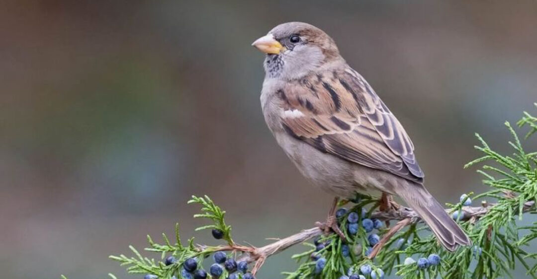 22 Helpful Creatures That Keep Snakes Away