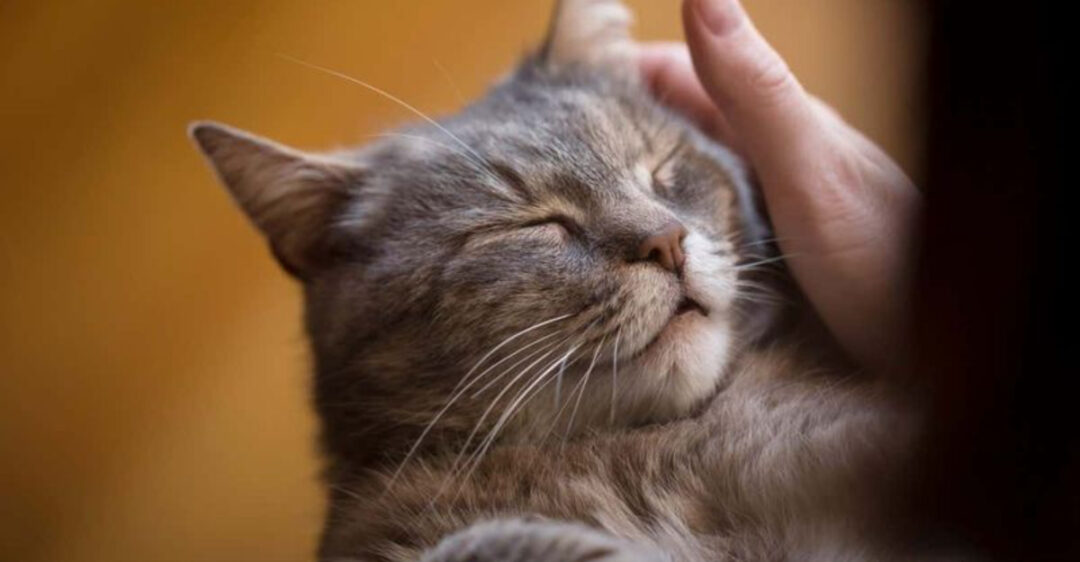 21 Surprising Reasons Why Cats Purr
