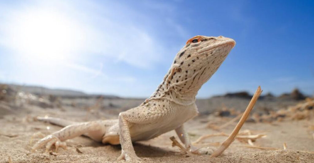 22 Fascinating Creatures Spotted In The Sahara Desert