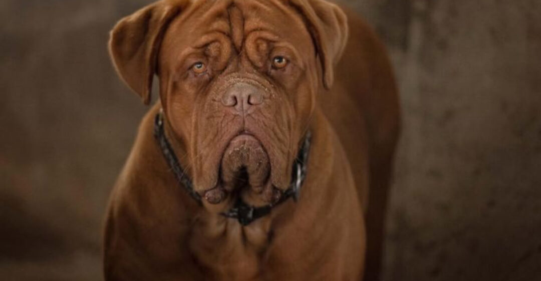 22 Giant Dog Breeds And The Best Tips For Raising Them
