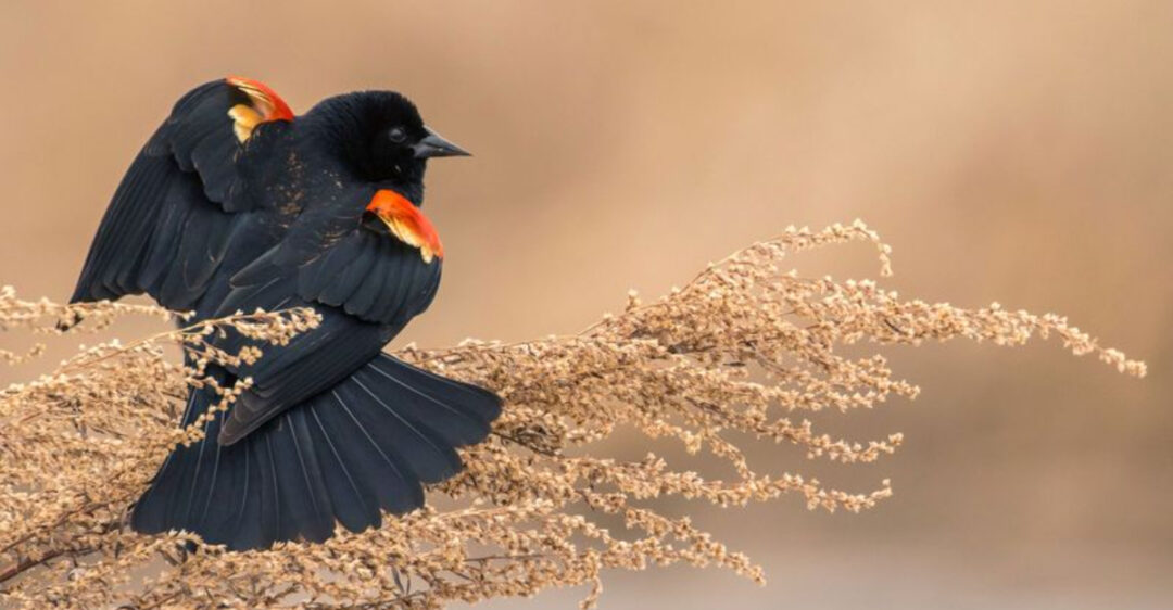 24 Beautiful Birds You Can Spot Across The Southeastern United States