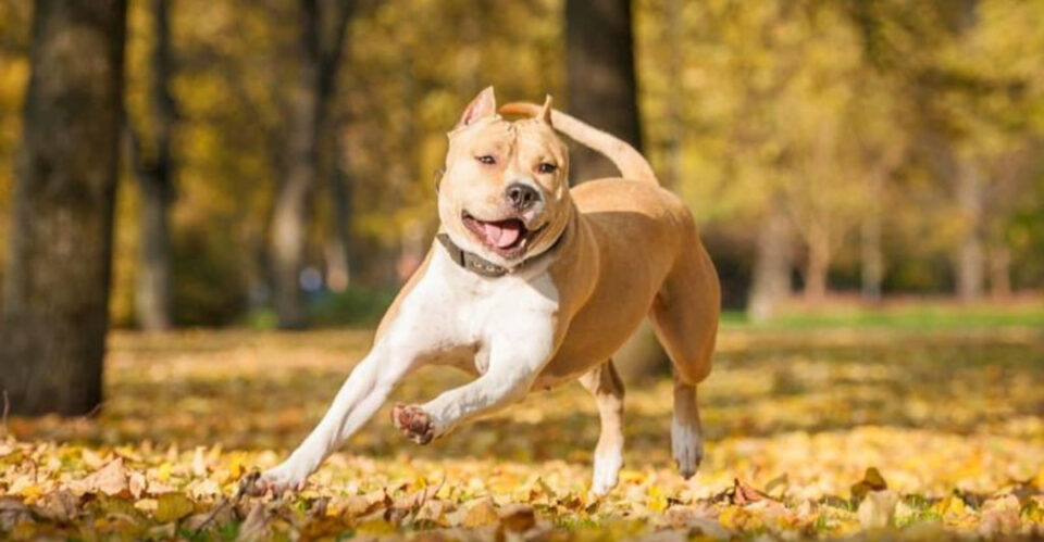 25 All American Dog Breeds Born And Bred In The USA