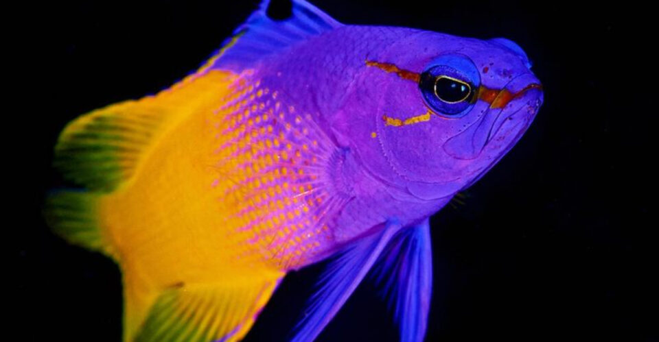 26 Colorful Fish Species Ranked By Beauty