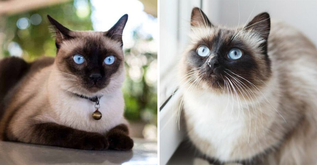 7 Chatty Cats That Never Stop Meowing And 7 Purrfectly Soothing Breeds
