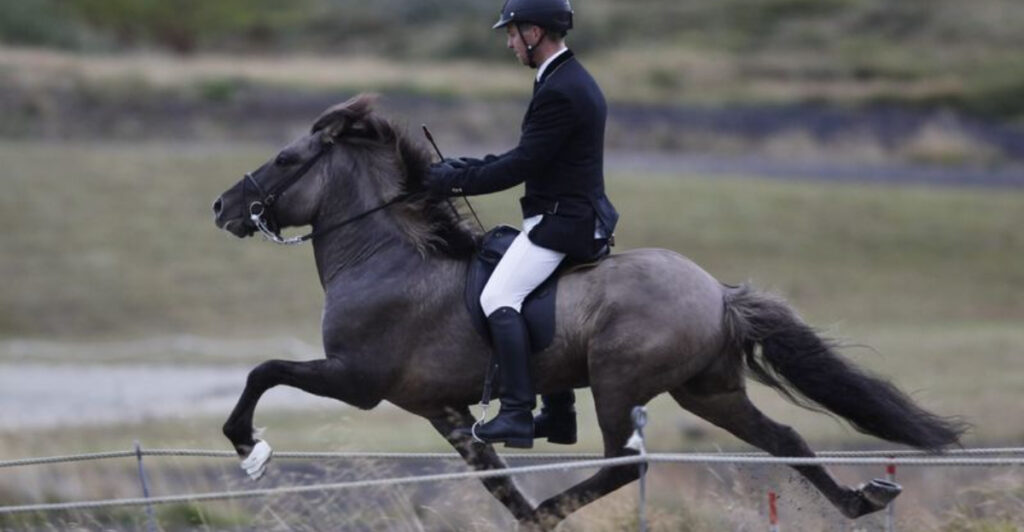 7 Horses Known For Their Unique Gaits And 8 Famous For Their Sheer Strength