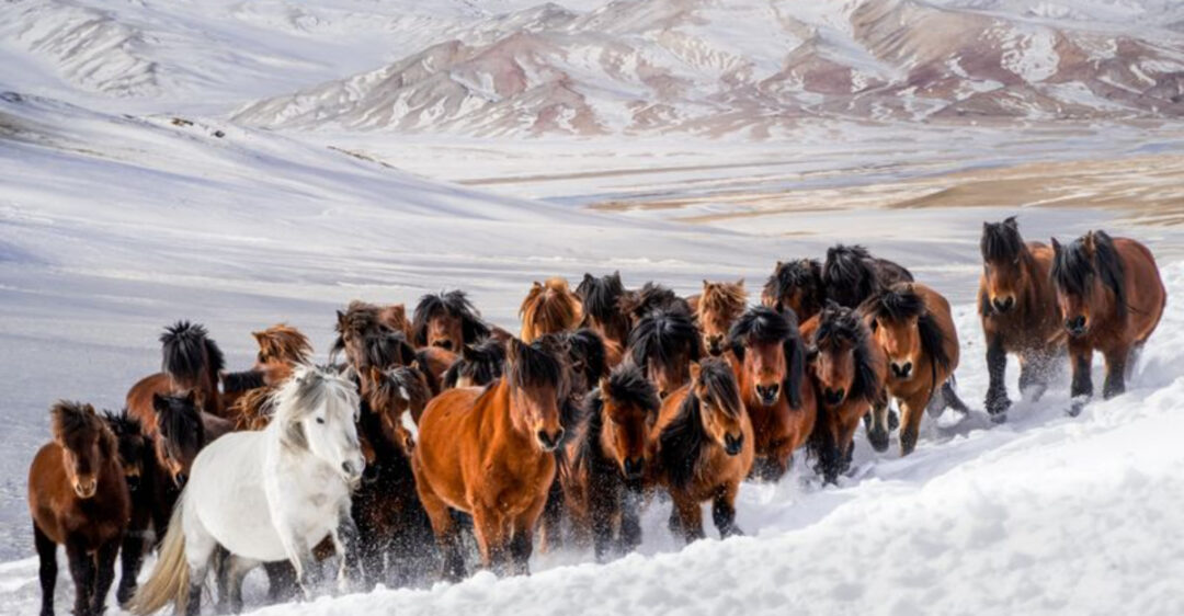 8 Horse Breeds That Thrive In Cold Climates (And 8 That Prefer The Heat)