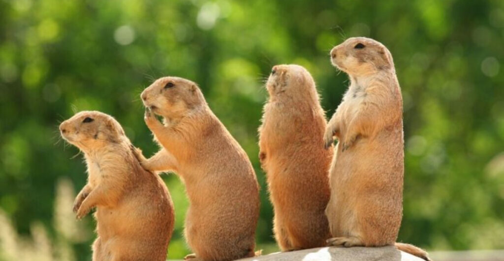 8 Incredible Ways Prairie Dogs Communicate (And 8 Fascinating Facts You ...
