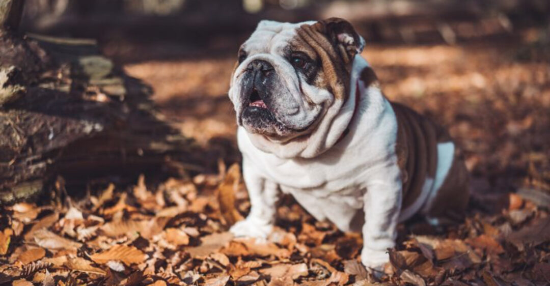 8 Most Expensive And 8 Cheapest Dog Breeds